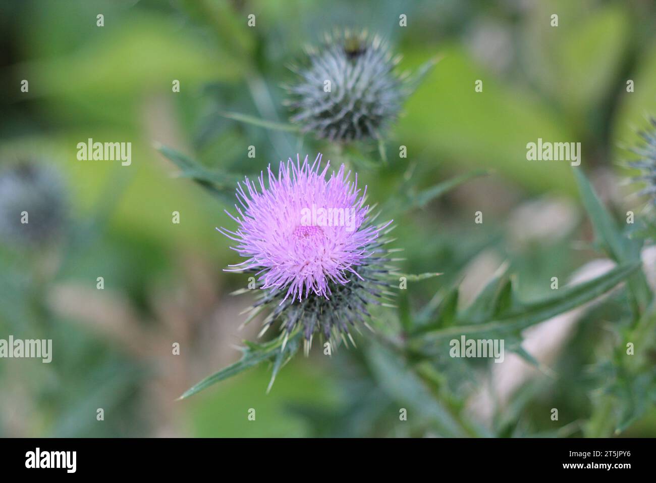Scottish thistle hi-res stock photography and images - Alamy