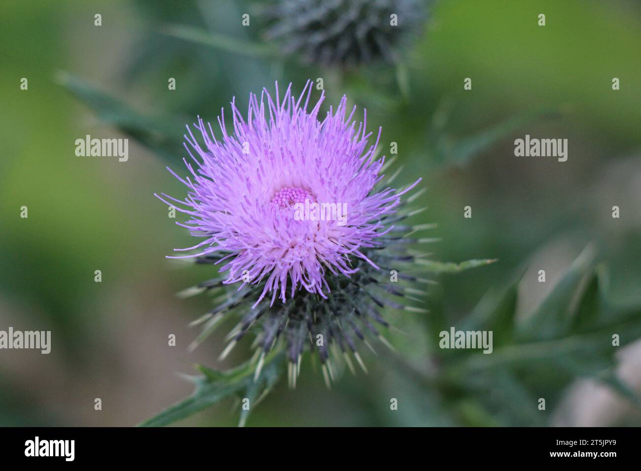 Roadside thistle hi-res stock photography and images - Alamy