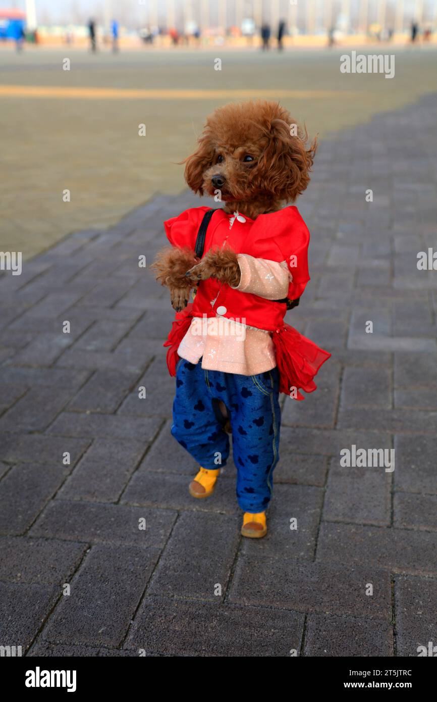 Teddy pet dog on the square Stock Photo - Alamy