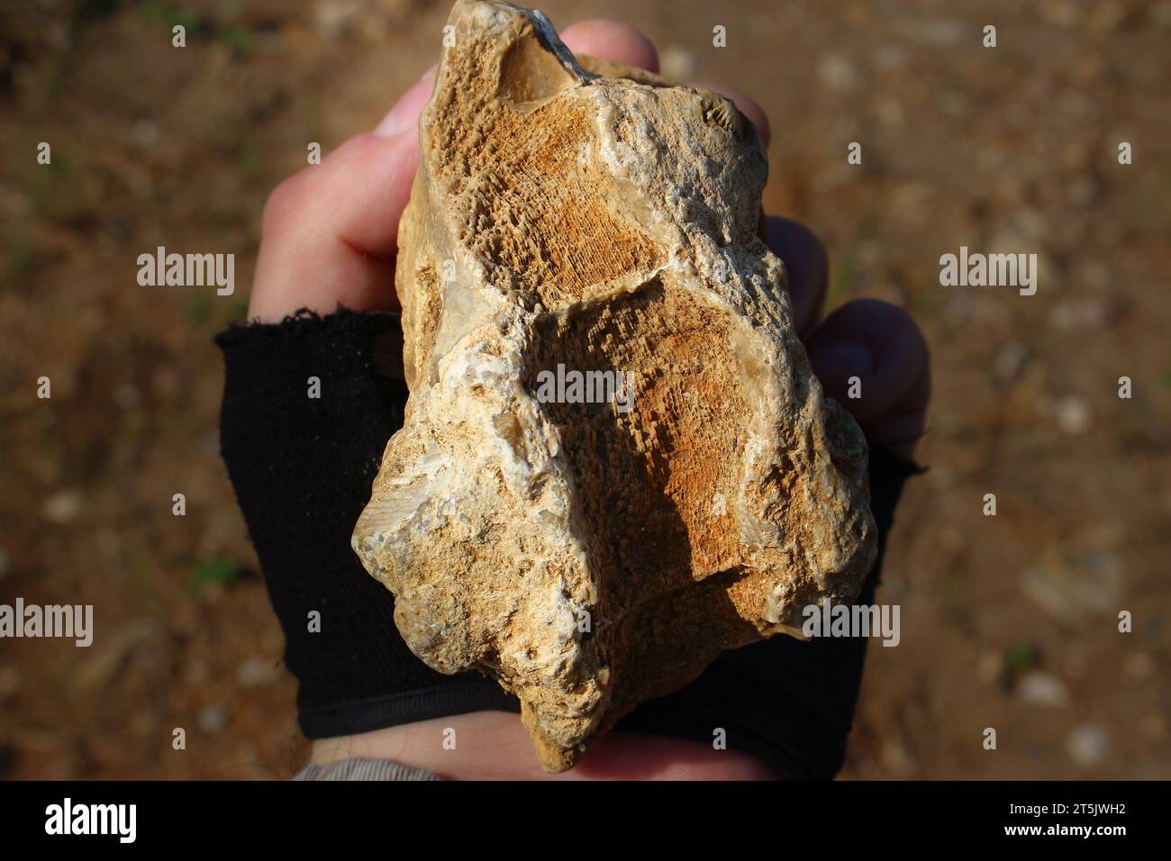 Fossilized footprint hi-res stock photography and images - Alamy