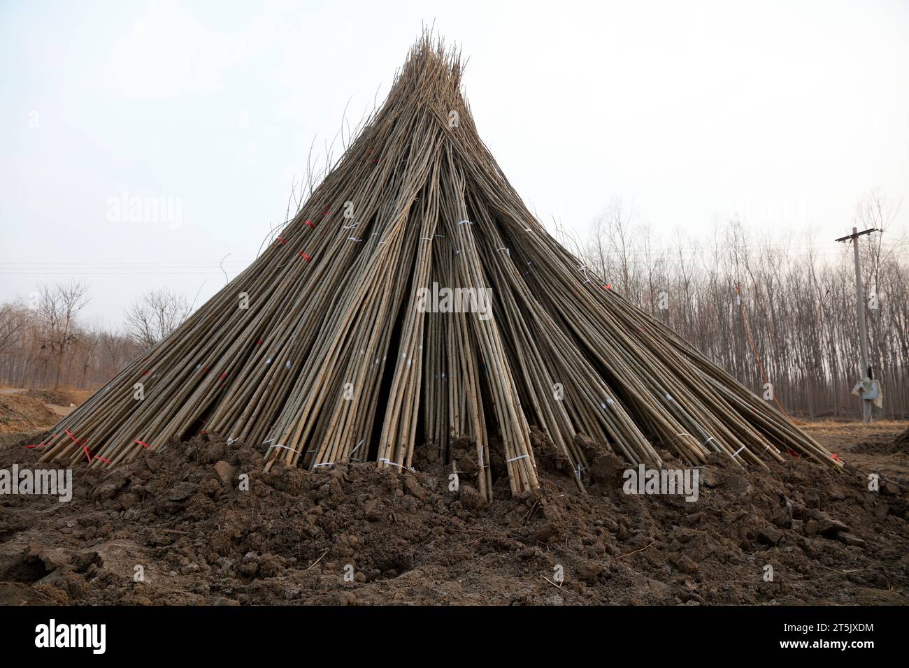 Concentrated curing of fast-growing poplar seedlings Stock Photo - Alamy