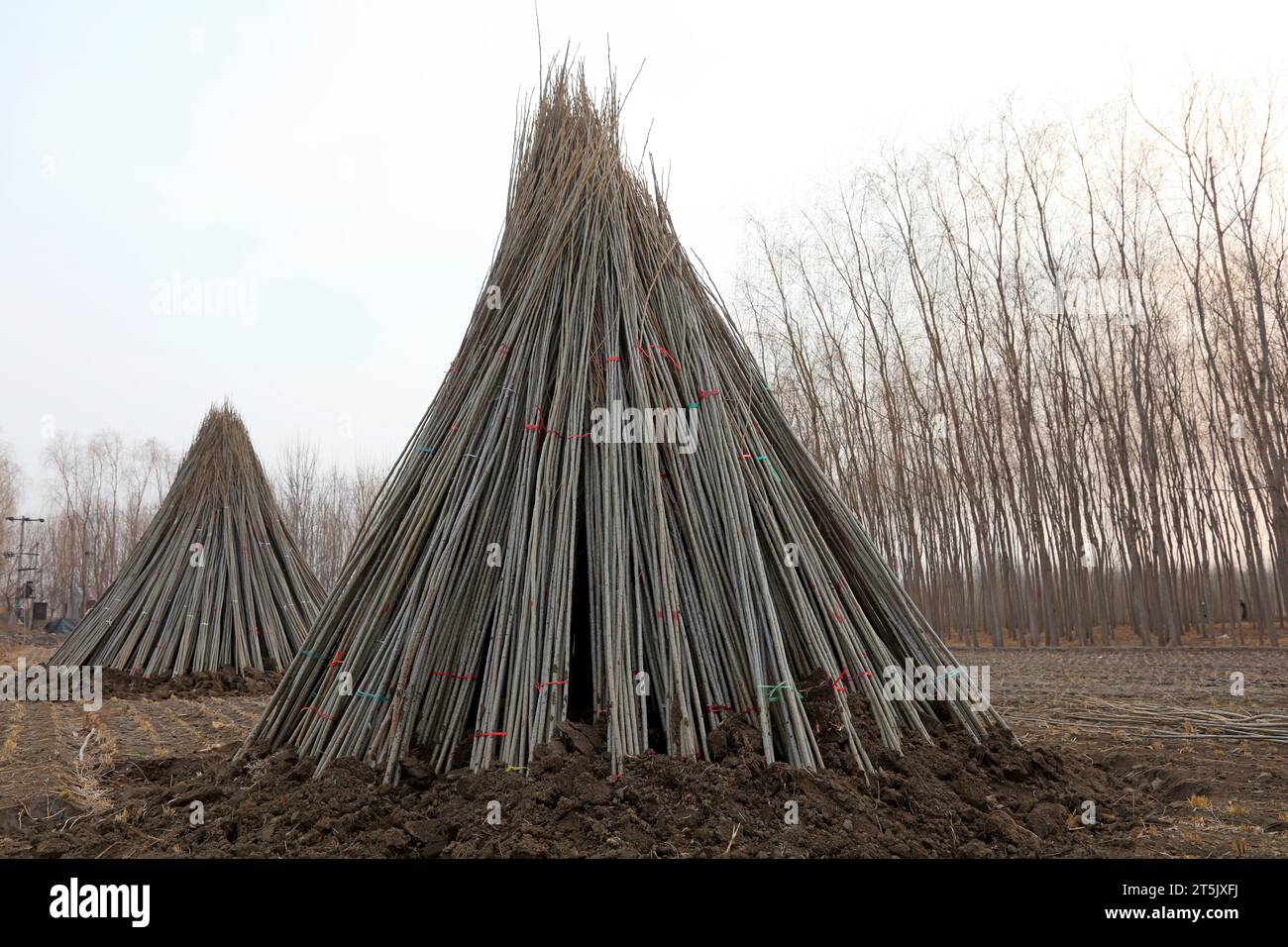 Concentrated curing of fast-growing poplar seedlings Stock Photo - Alamy