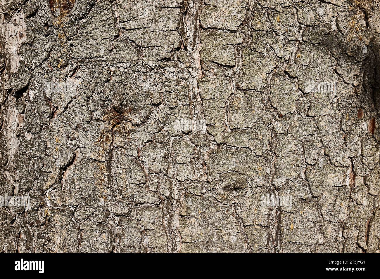 Tree trunk in a forest Stock Photo - Alamy