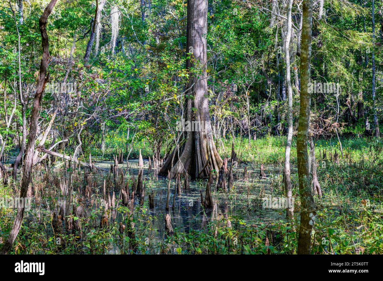 Baldcypress swamp with knees in shallow standing water in Lake Fausse ...