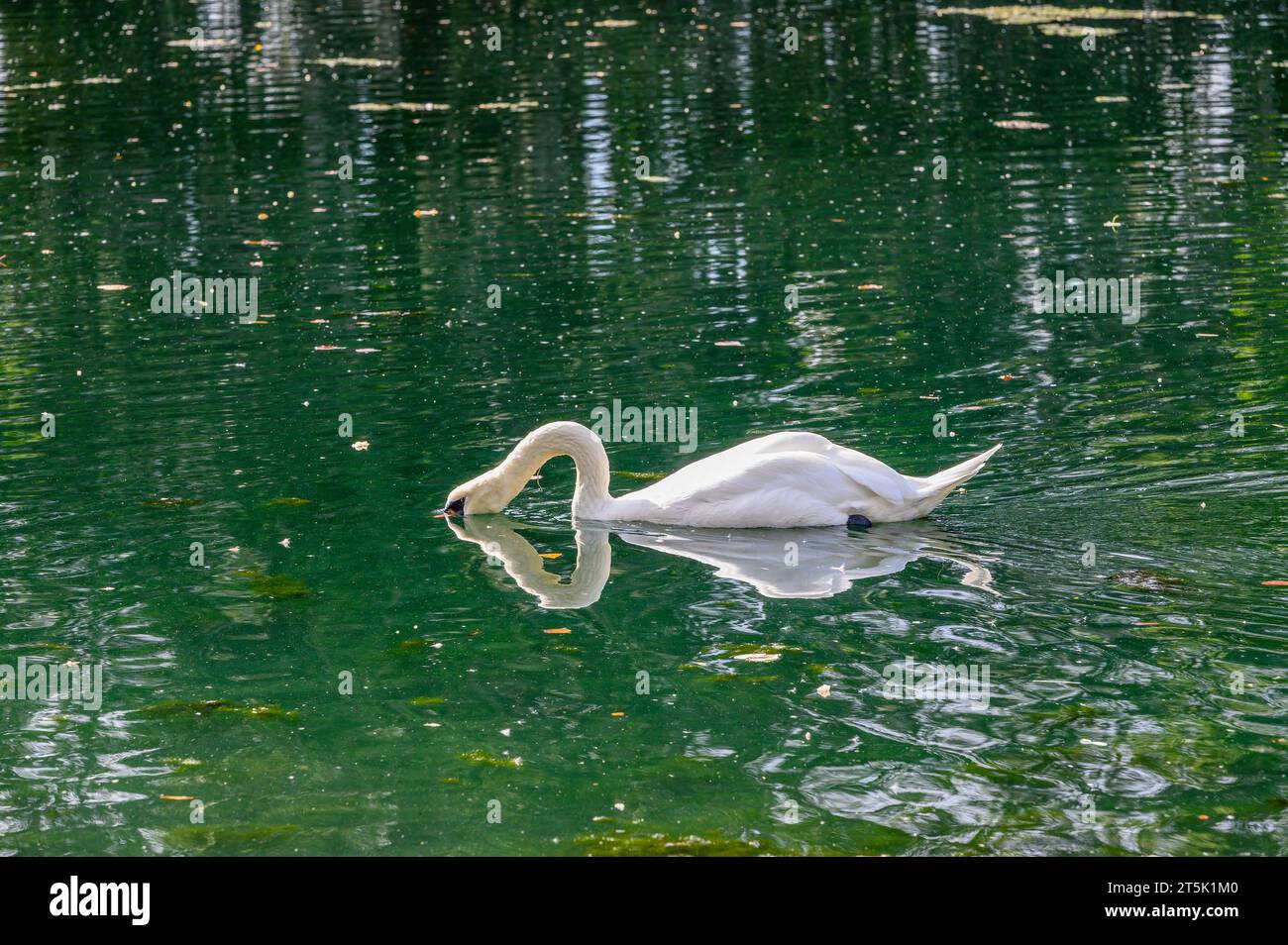 Mute swan with head lowered in lake leaves heart shaped image with its ...
