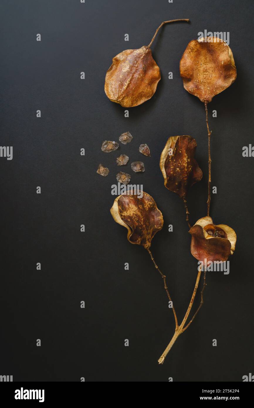 Jacaranda tree seeds and seed pods close-up isolated on a black ...