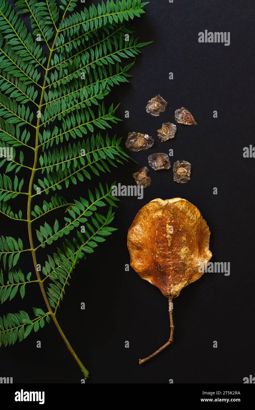 Jacaranda tree leaf, seeds and seed pods close-up isolated on a black ...