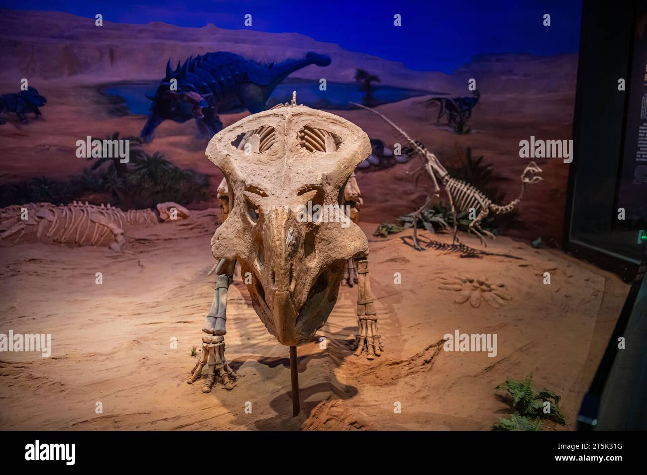 View of the Hohhot Museum of Natural History with dinosaur skeletons on ...
