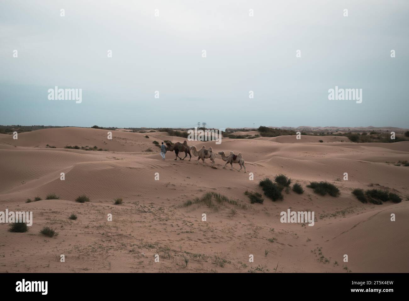 Caravan of camels. Kubuqi desert, Xiangshawan Resort, Inner Mongolia ...