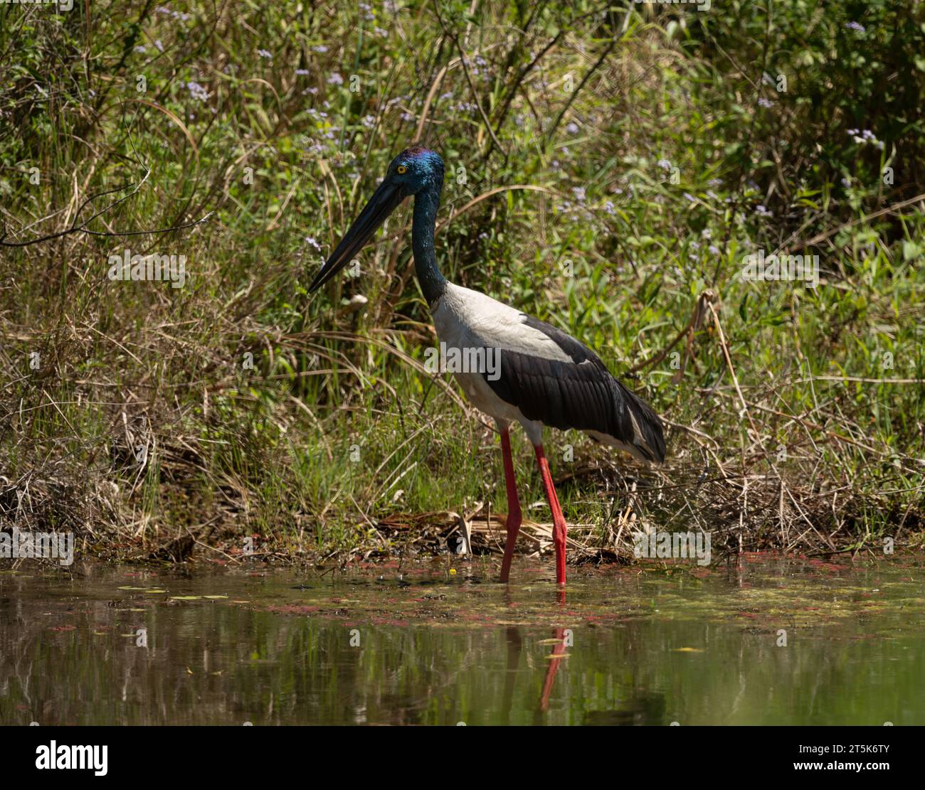 Jabiru australian stork hi-res stock photography and images - Alamy