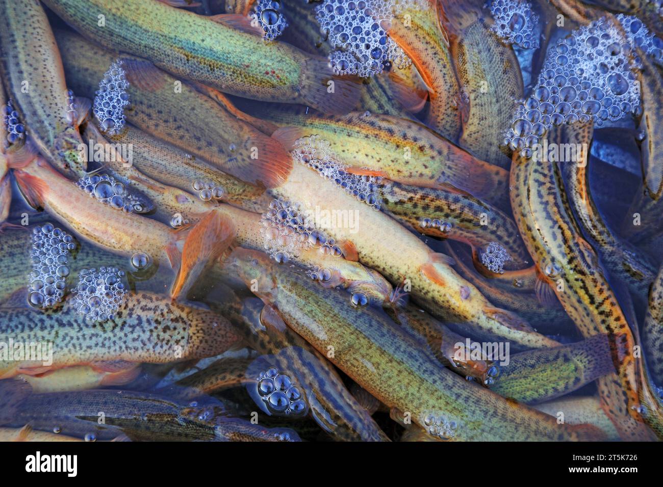Piles of loach fish Stock Photo - Alamy
