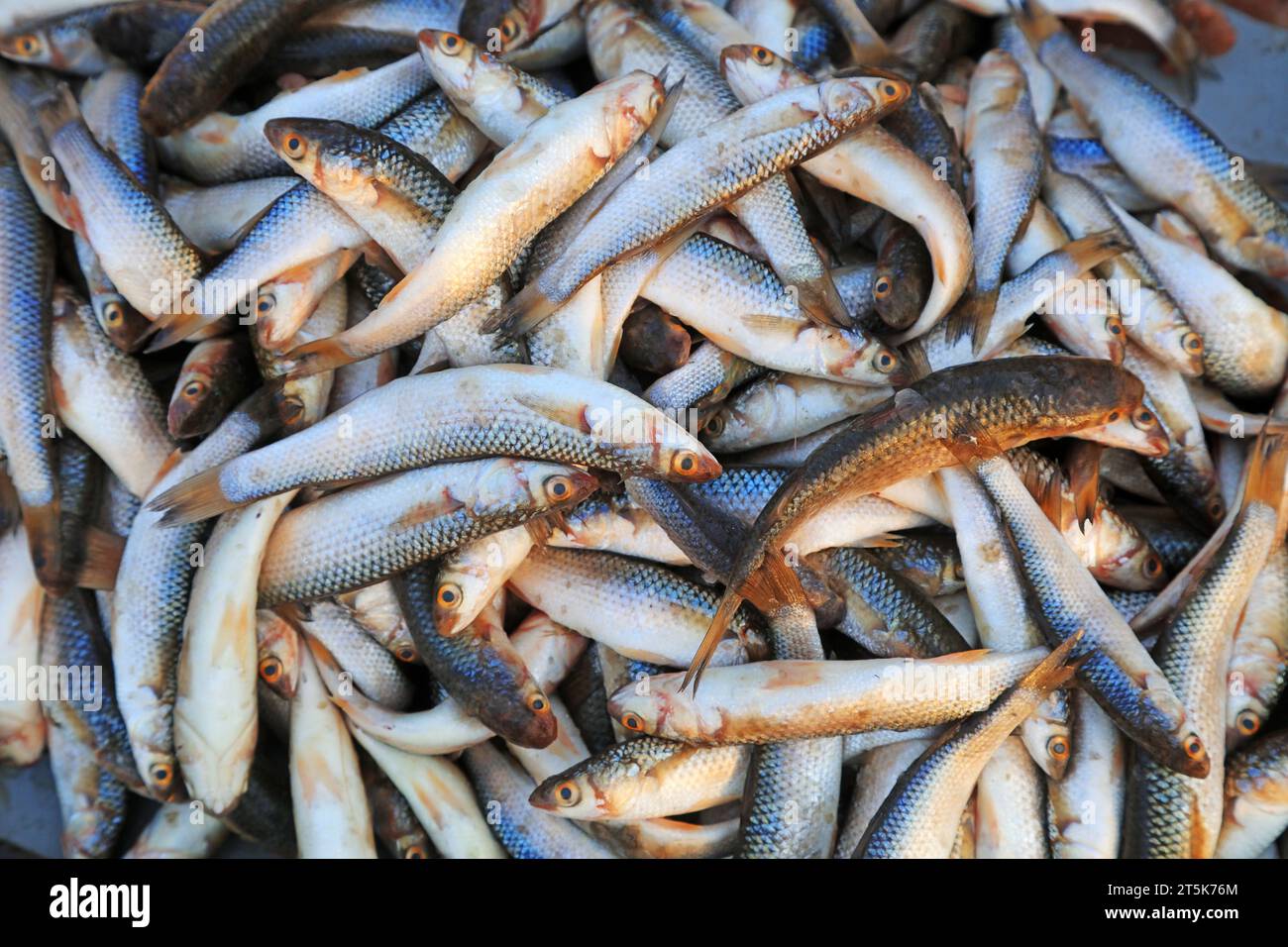 Fresh barracuda fish market hi-res stock photography and images - Alamy