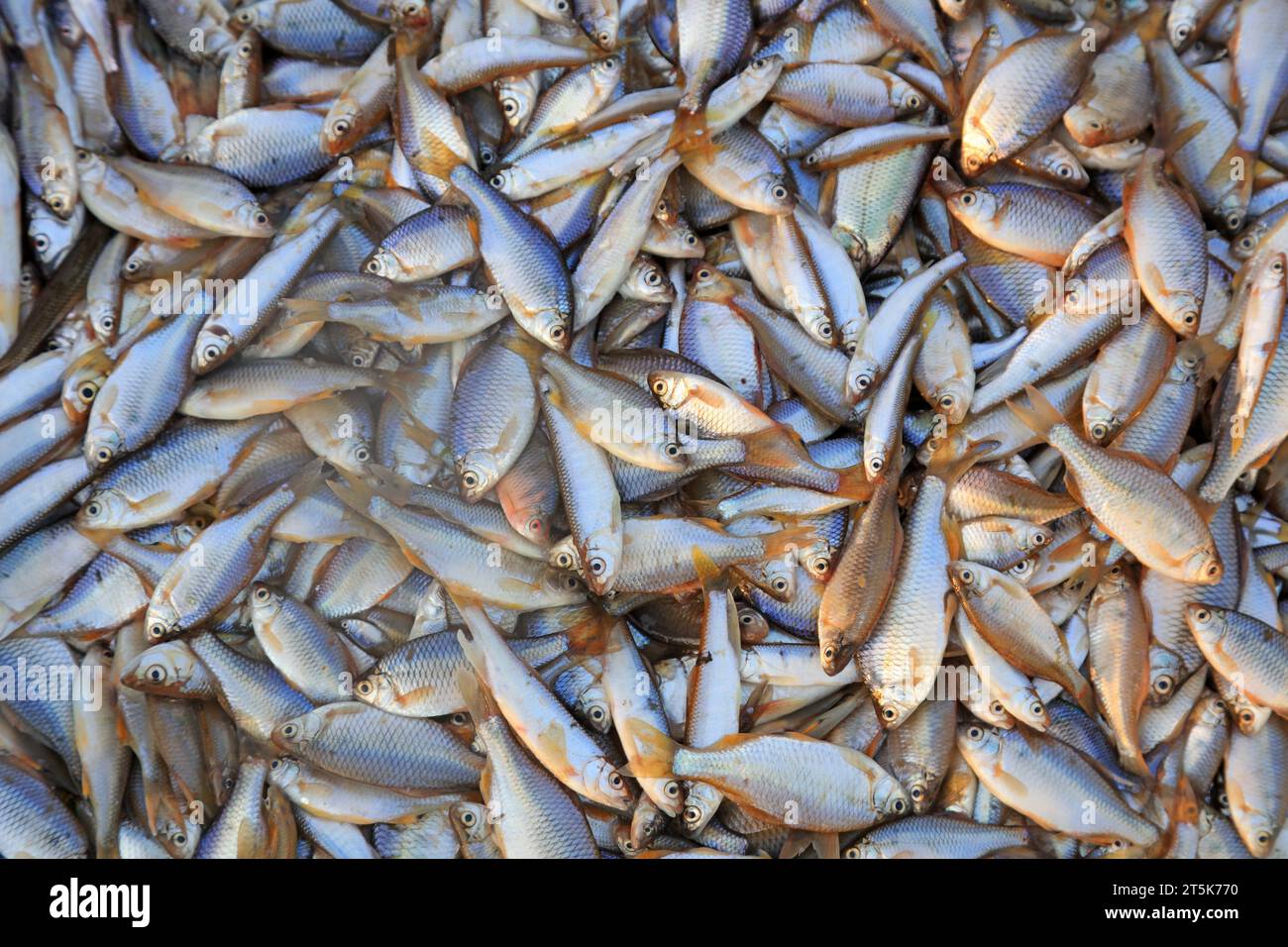 Piles of small fish Stock Photo - Alamy