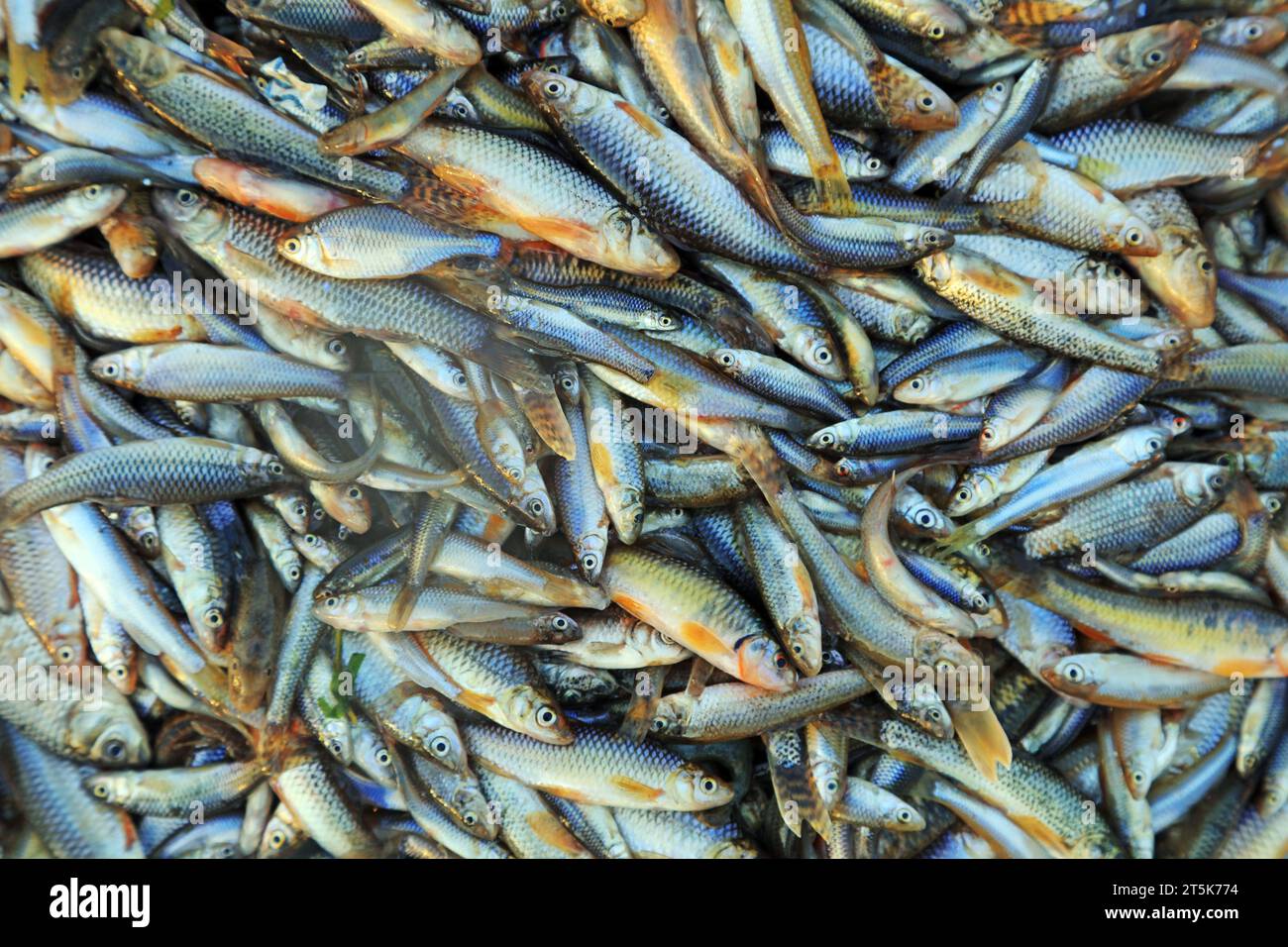 Piles of small fish Stock Photo - Alamy