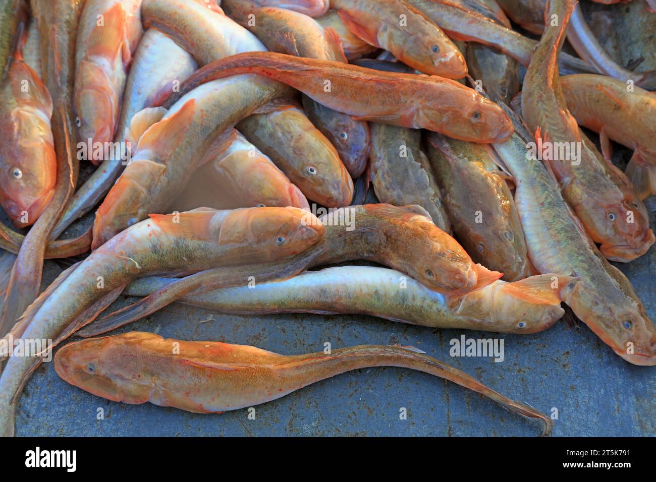 Piles of fresh hi-res stock photography and images - Alamy