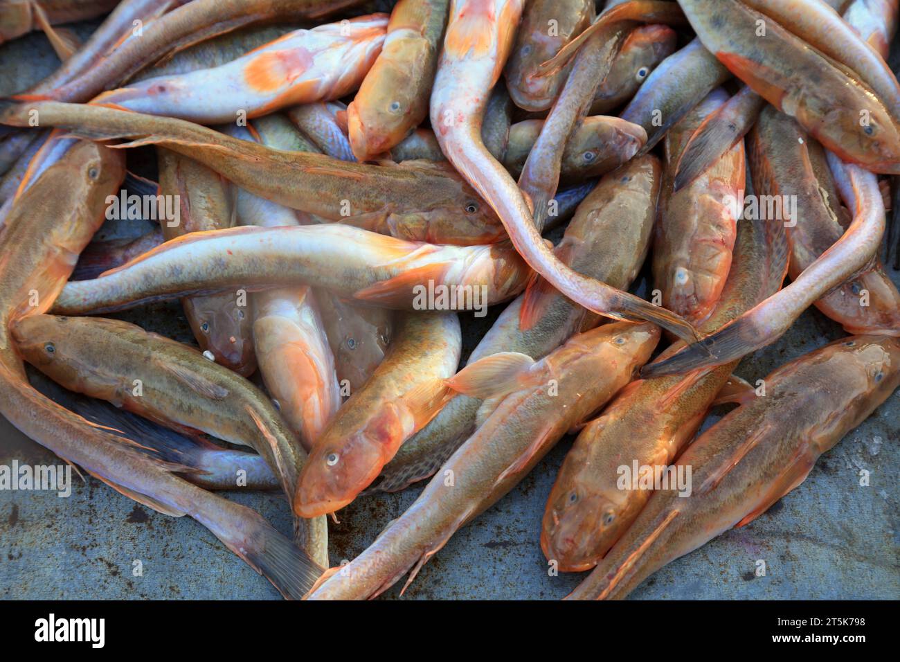 Piles of fresh fish Stock Photo - Alamy