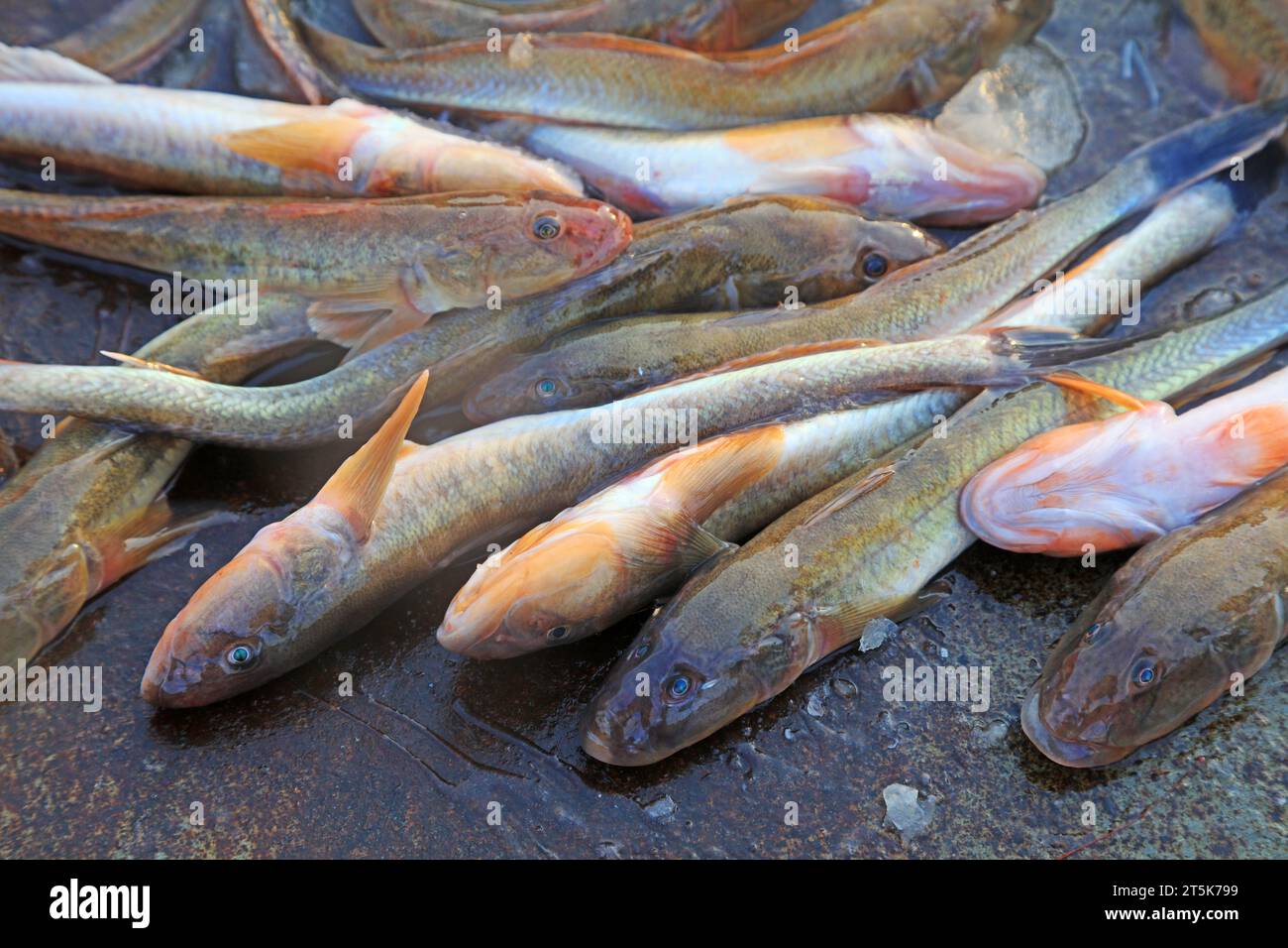 Piles of fresh fish Stock Photo - Alamy