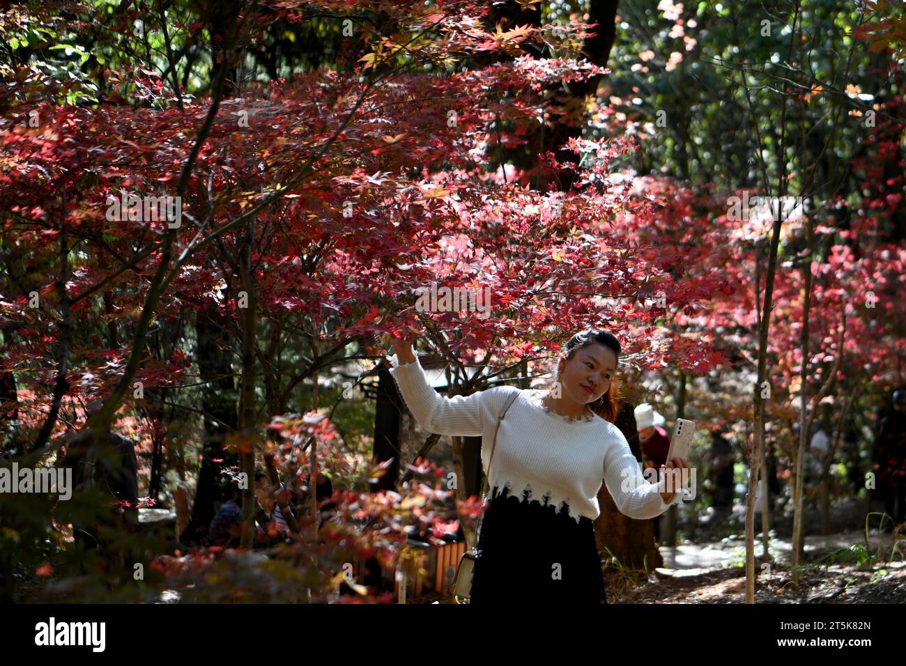 **CHINESE MAINLAND, HONG KONG, MACAU AND TAIWAN OUT** Maple trees turn ...