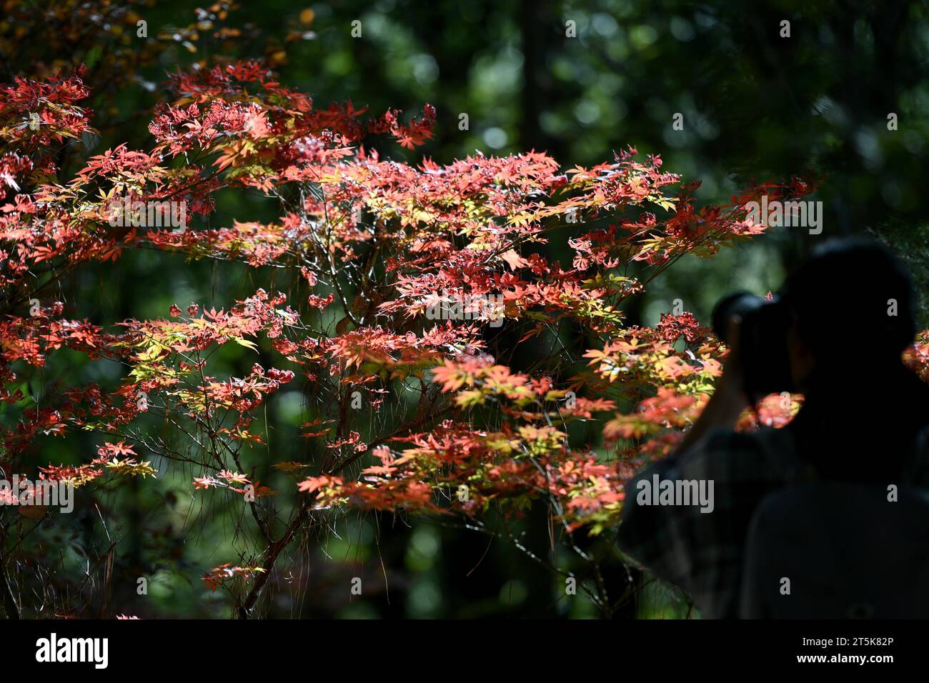 Taiwan red maple hi-res stock photography and images - Alamy