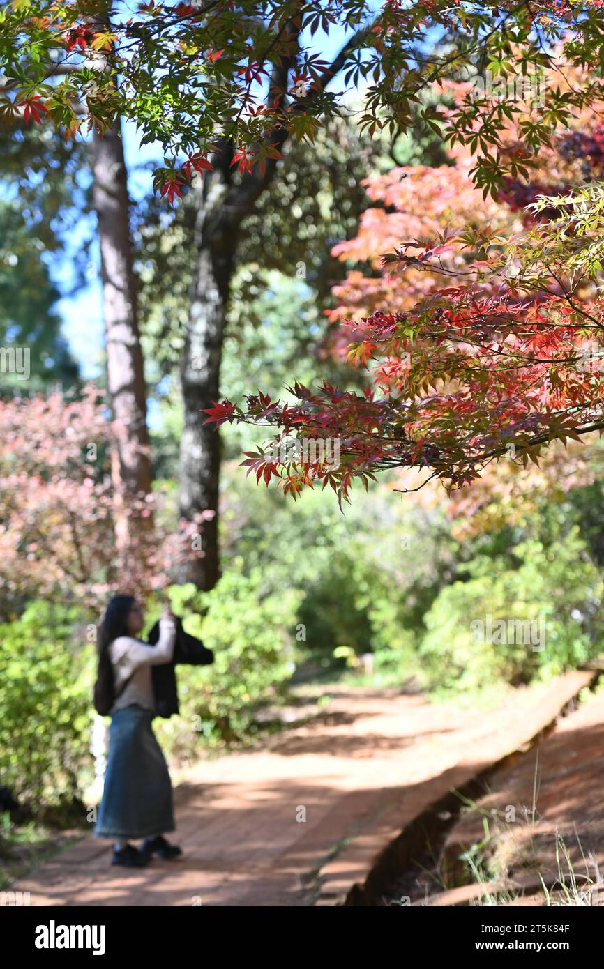 **CHINESE MAINLAND, HONG KONG, MACAU AND TAIWAN OUT** Maple trees turn ...
