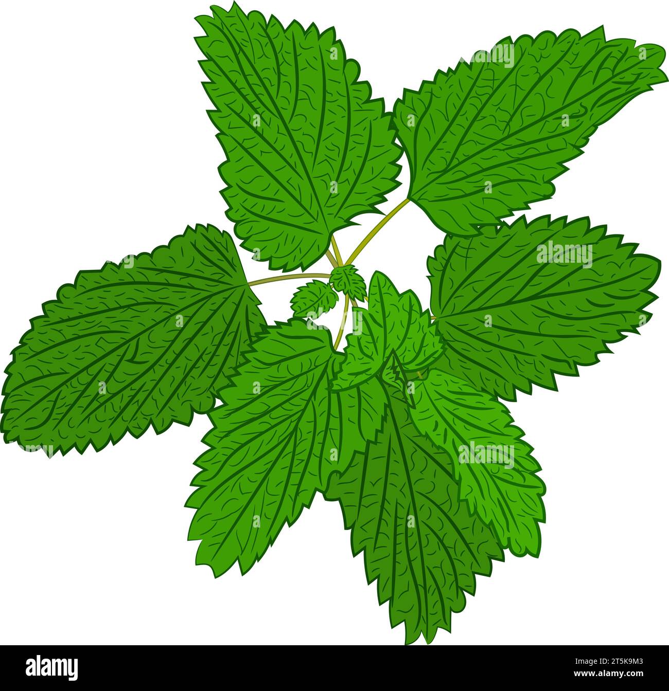 Color illustration of fragrant fresh mint sprig. Vector illustration of ...