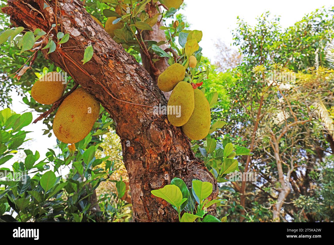 Pineapple fruit on a tree in a botanical garden, Sanya City, Hainan ...