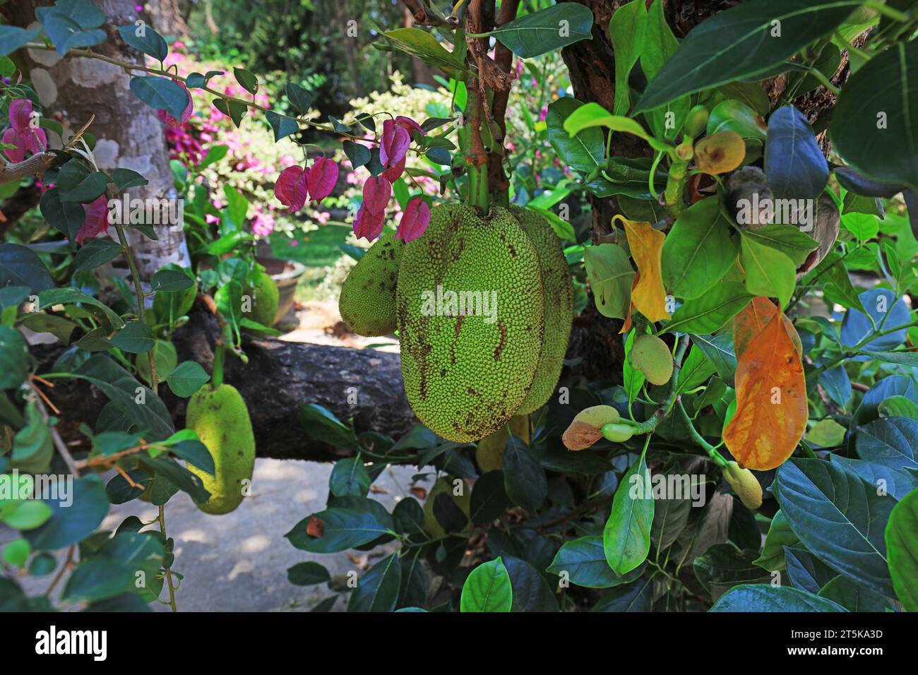 Pineapple fruit on a tree in a botanical garden, Sanya City, Hainan ...