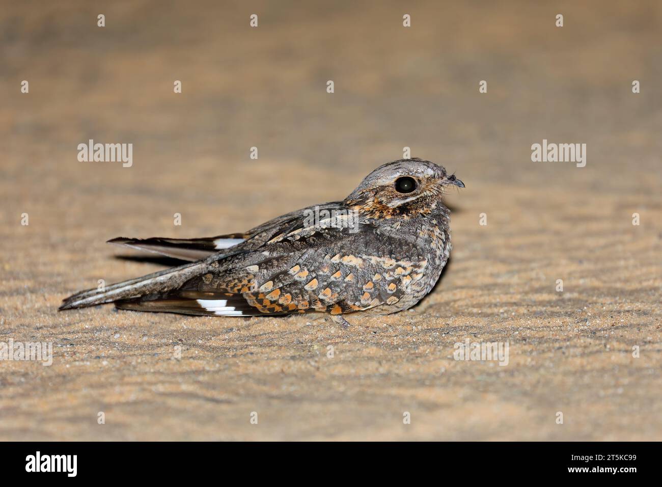 A nocturnal rufous-cheeked nightjar (Caprimulgus rufigena), Kalahari ...