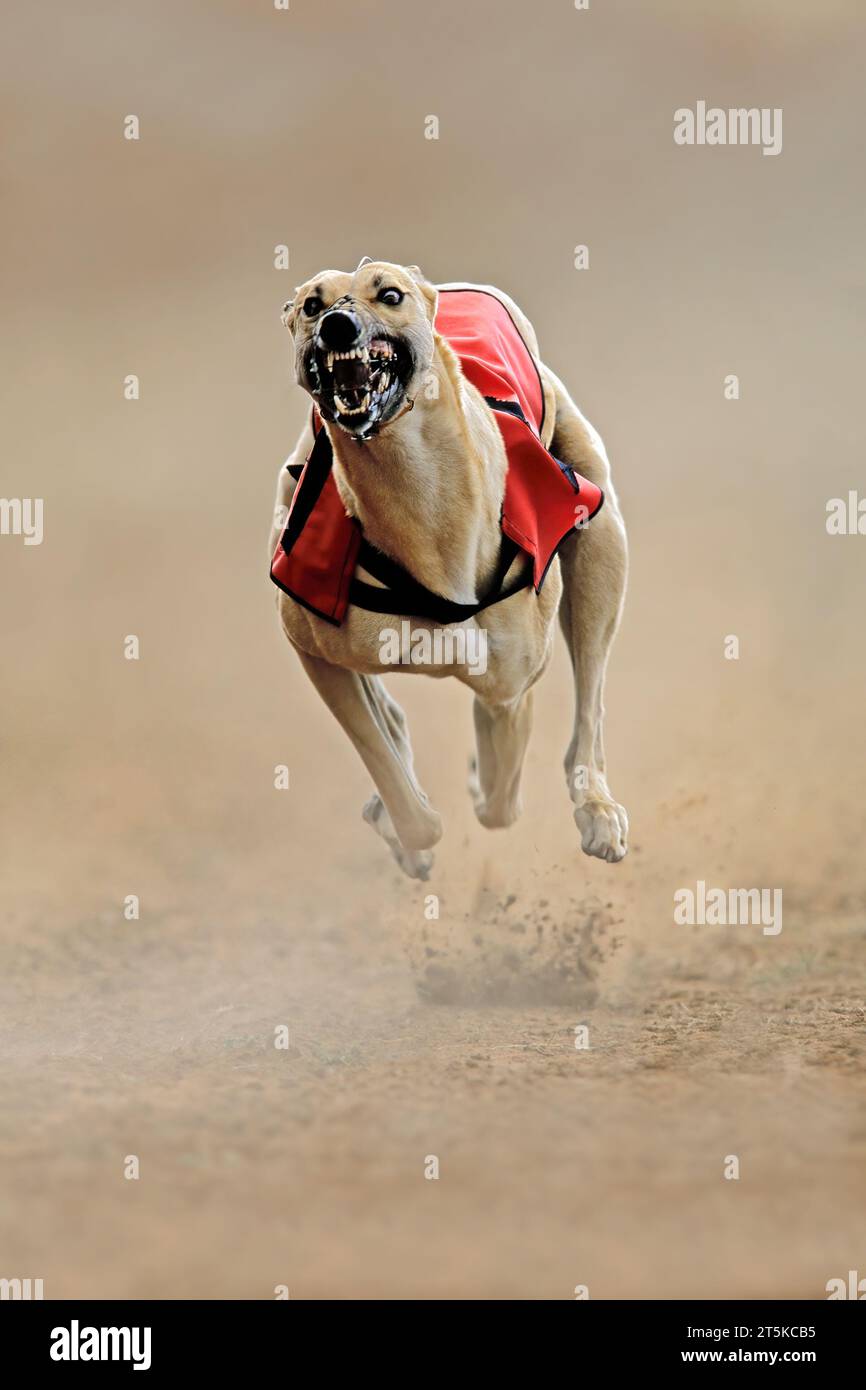 Sprinting greyhound at full speed during a dog track race Stock Photo ...