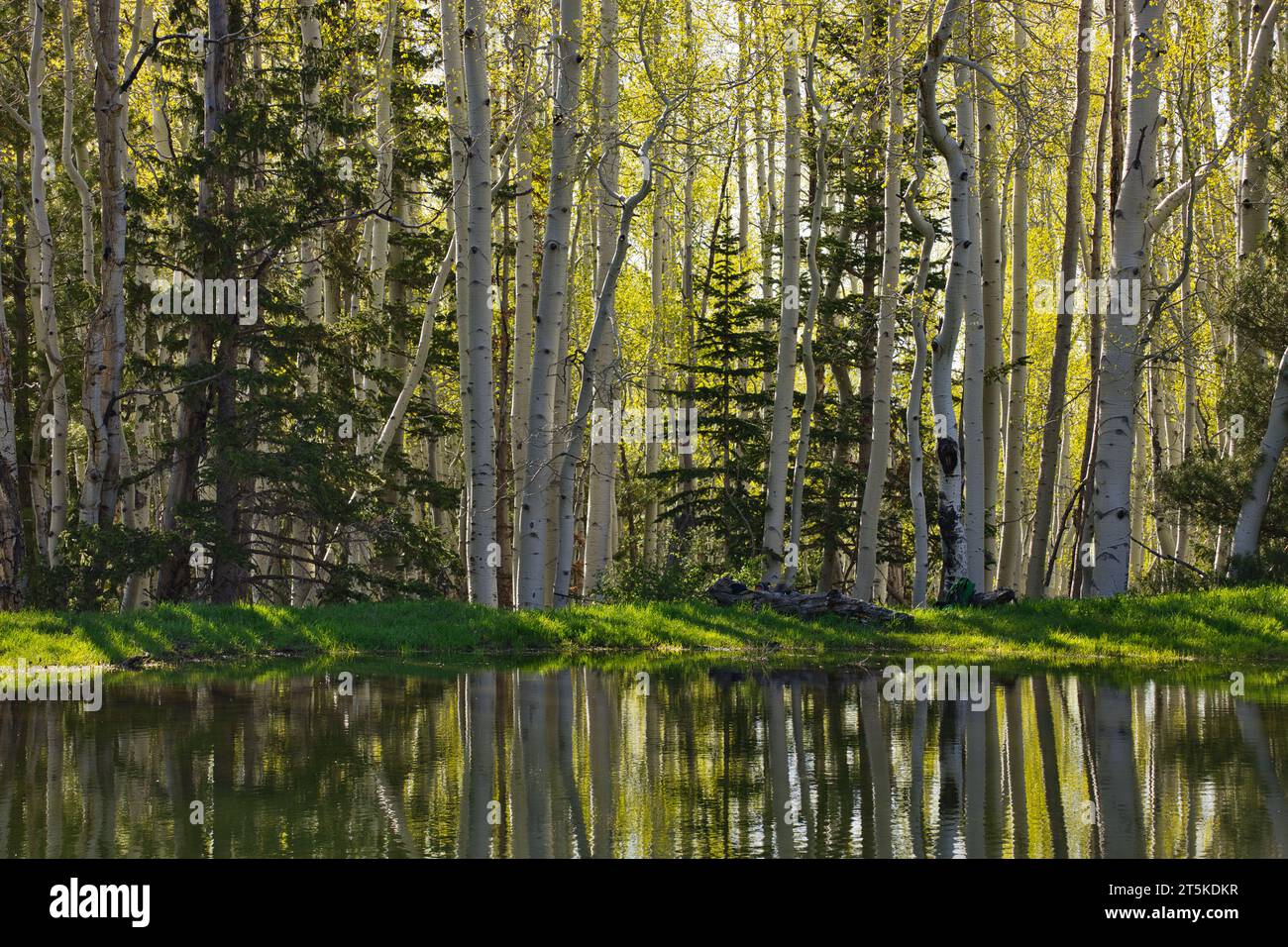 Beautiful fresh spring aspen forest reflecting off a snow melt pond in ...