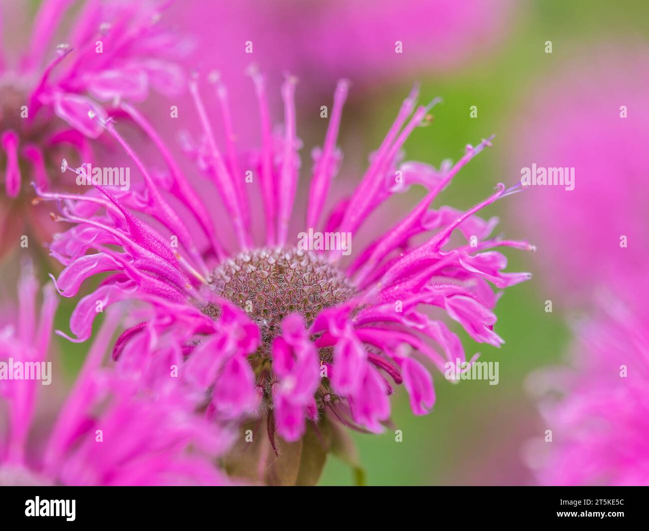 Monarda didyma purple lace hi-res stock photography and images - Alamy