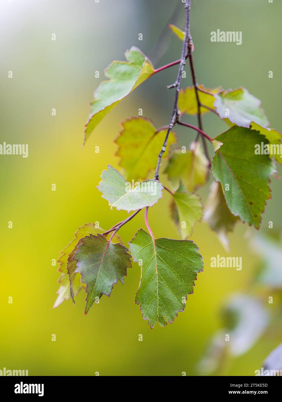 Branch of birch tree, Betula pendula, silver birch, warty birch ...