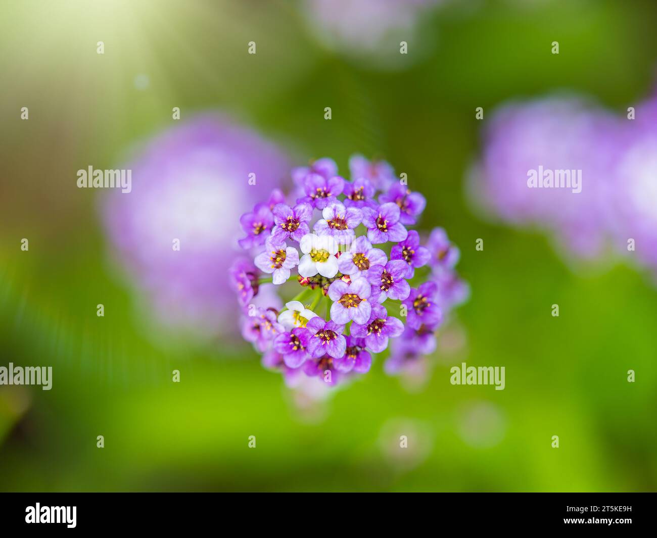 Verbena bonariensis flowers, Argentinian Vervain or Purpletop Vervain ...