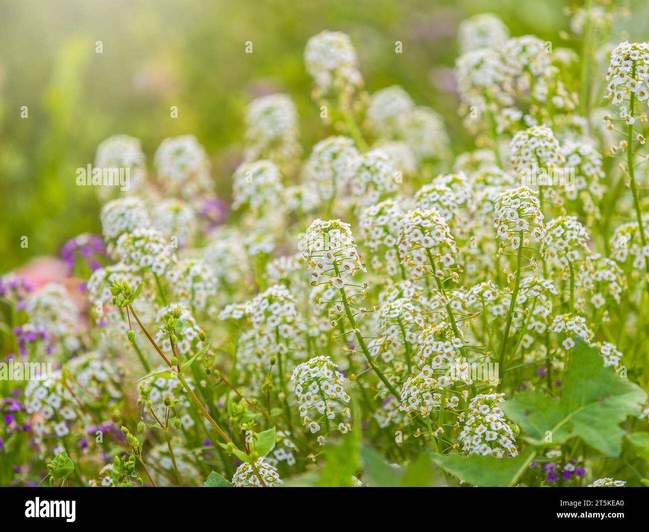 Verbena bonariensis flowers, Argentinian Vervain or Purpletop Vervain ...