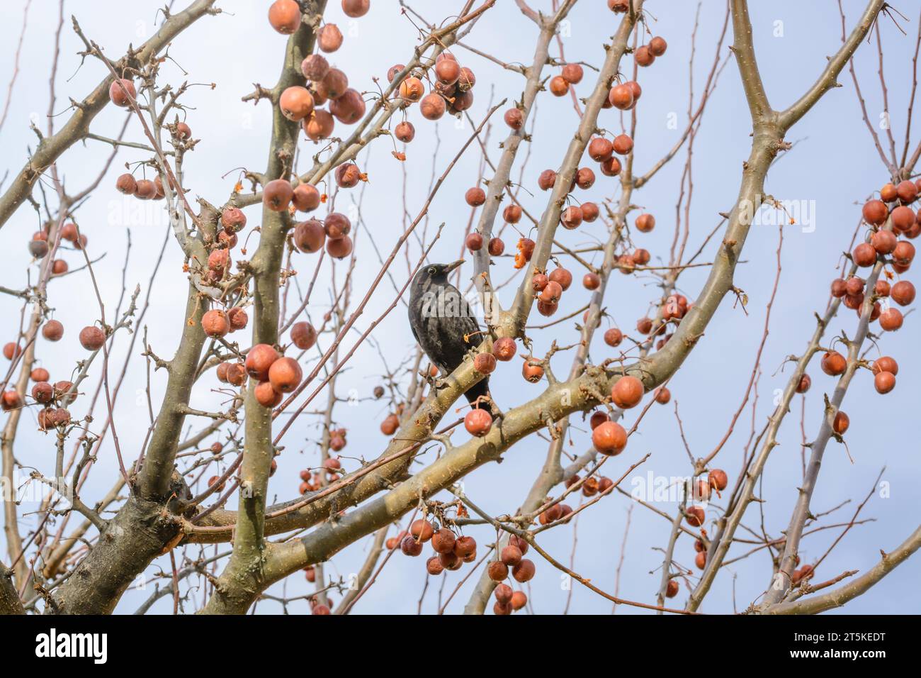 Starling on an apple tree branch in winter in horizontal format Stock ...