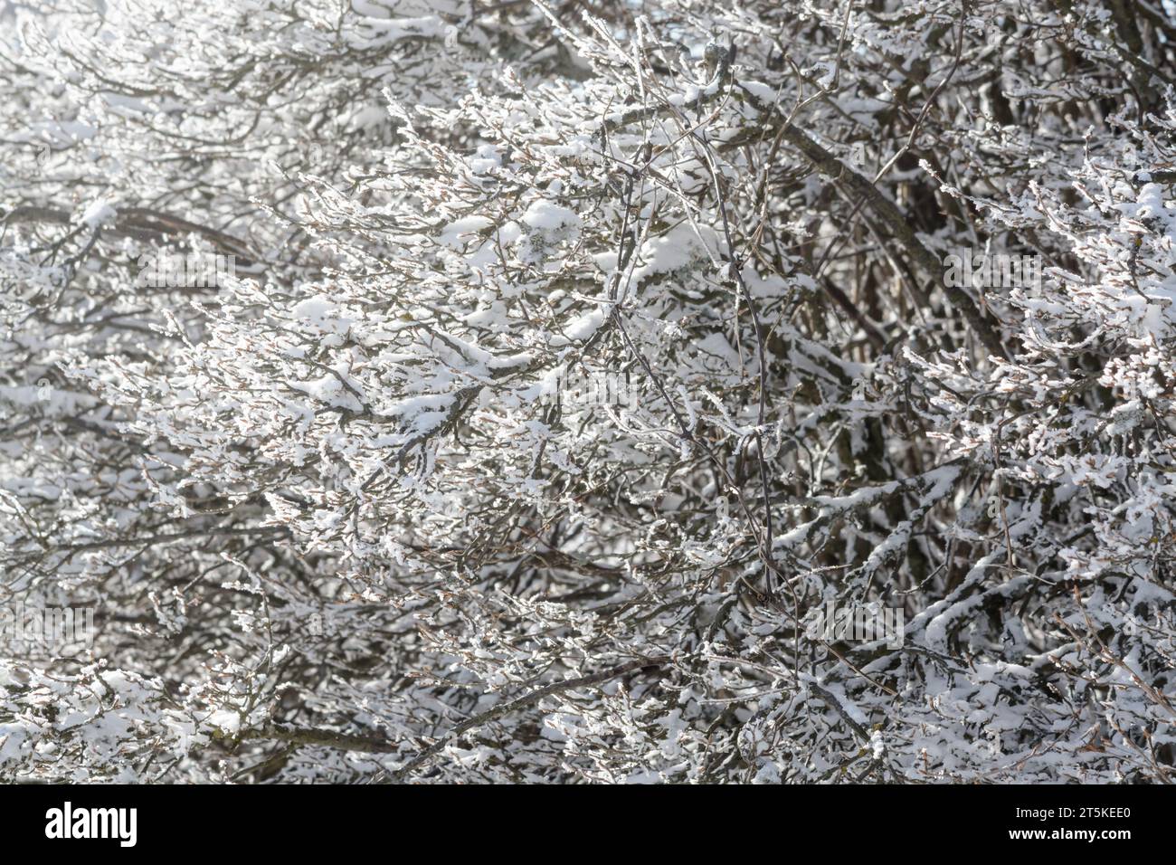 View of bush branches with frost in horizontal format Stock Photo - Alamy