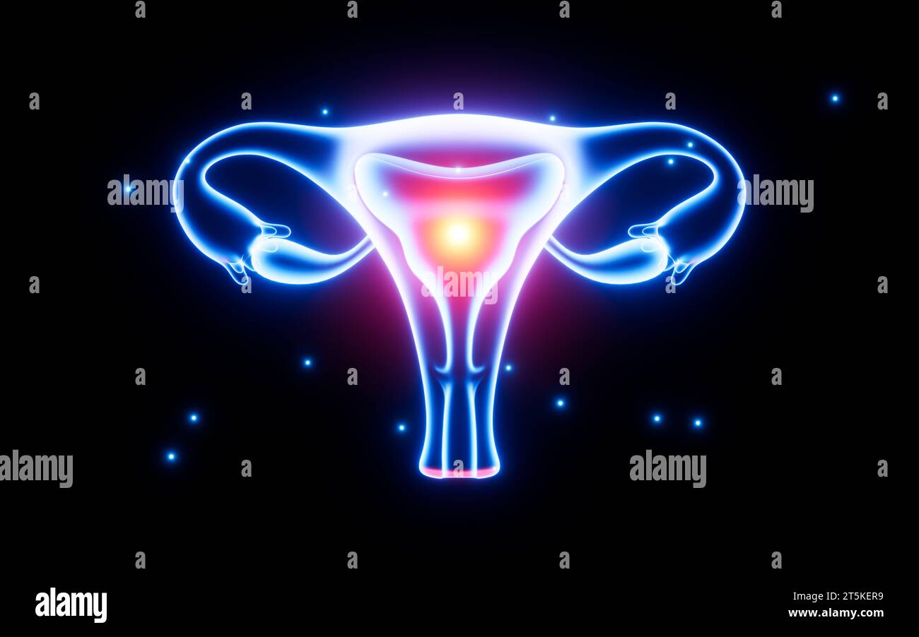 Human uterus model, 3d rendering. 3d illustration Stock Photo - Alamy