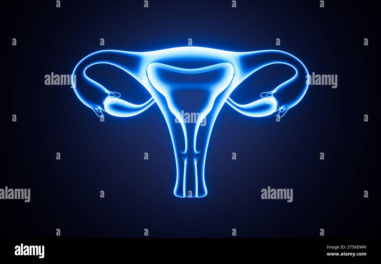 Human uterus model, 3d rendering. 3d illustration Stock Photo - Alamy