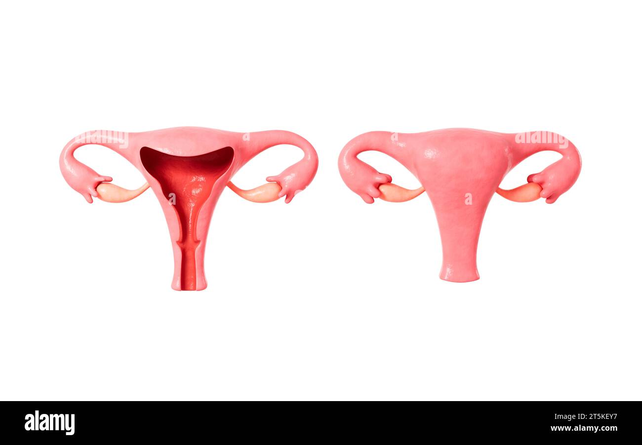 Human uterus model, 3d rendering. 3d illustration Stock Photo - Alamy