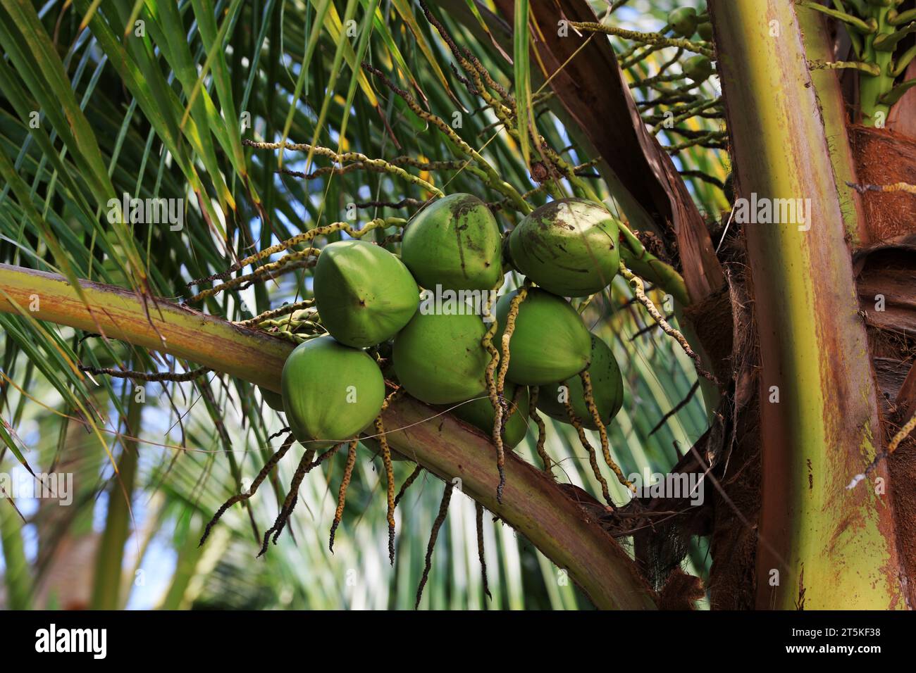 Coconut fruits on trees, Wuzhizhou Island, Sanya City, Hainan Province ...