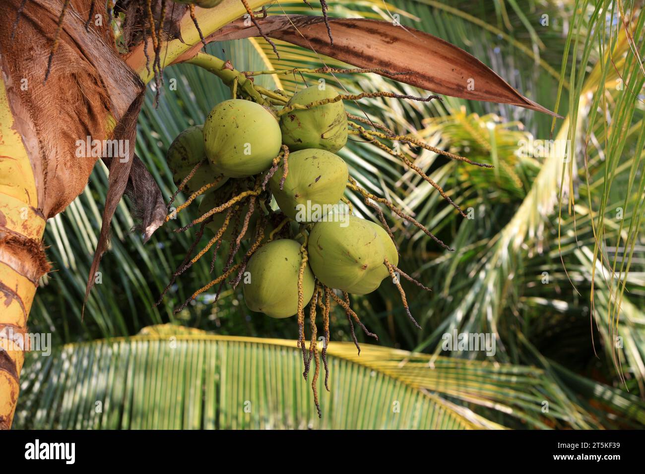 Coconut fruits on trees, Wuzhizhou Island, Sanya City, Hainan Province ...