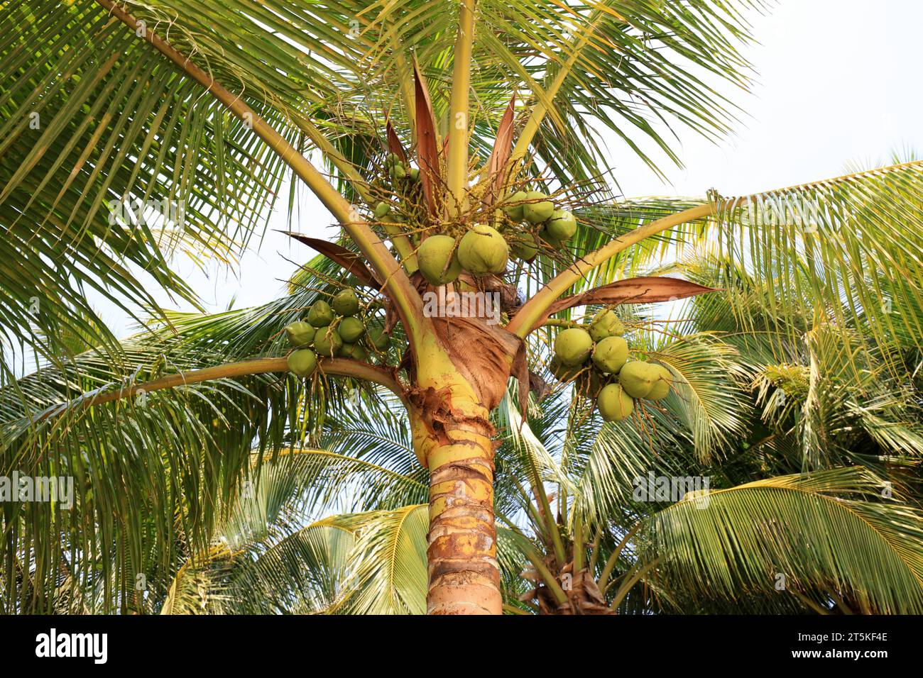 Coconut fruits on trees, Wuzhizhou Island, Sanya City, Hainan Province ...