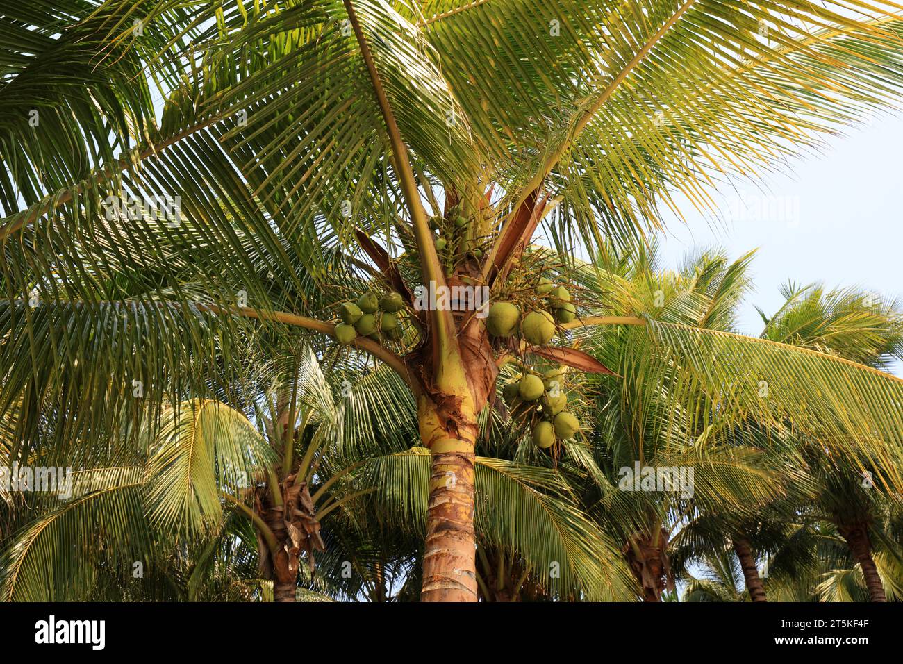 Coconut fruits on trees, Wuzhizhou Island, Sanya City, Hainan Province ...