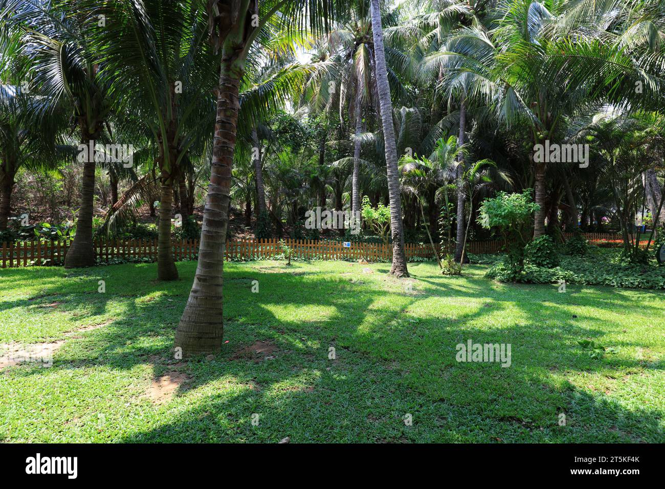 Coconut trunks in botanical gardens, Wuzhizhou Island, Sanya City ...