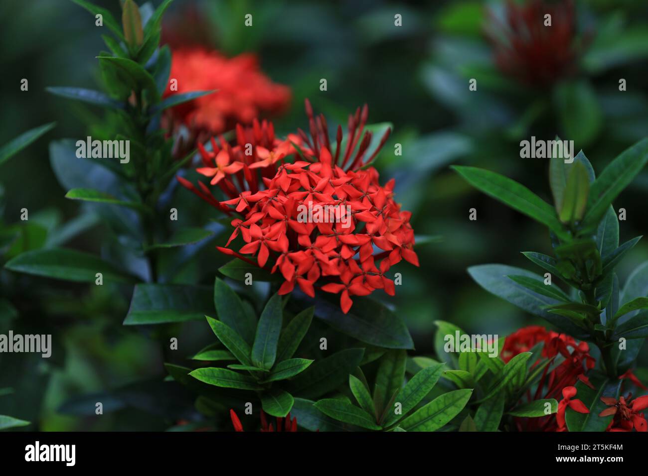 Red flowers in Wuzhizhou Island, Sanya City, Hainan Province, China ...