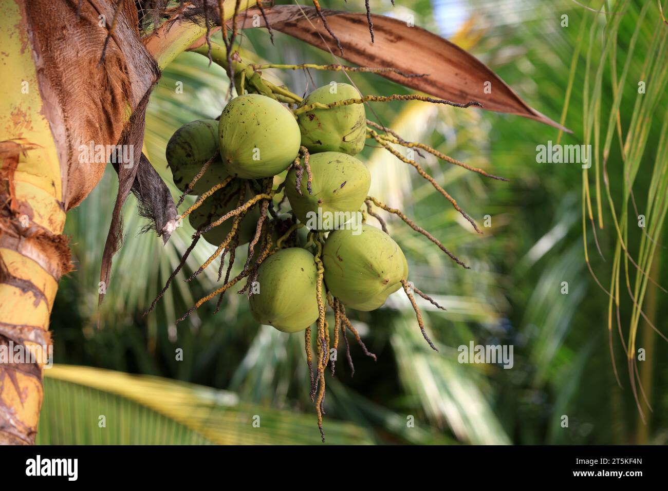 Coconut fruits on trees, Wuzhizhou Island, Sanya City, Hainan Province ...