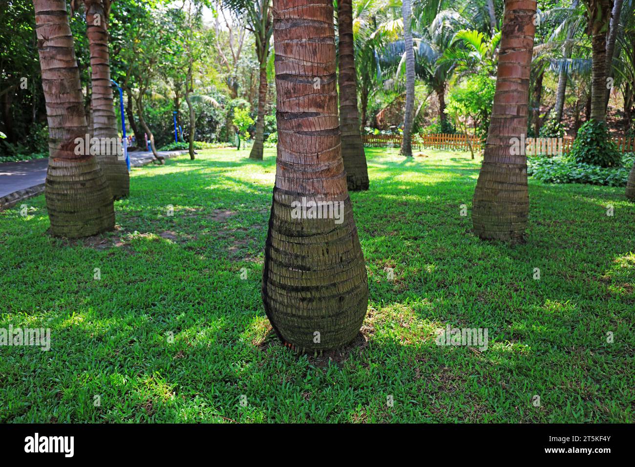 Coconut trunks in botanical gardens, Wuzhizhou Island, Sanya City ...