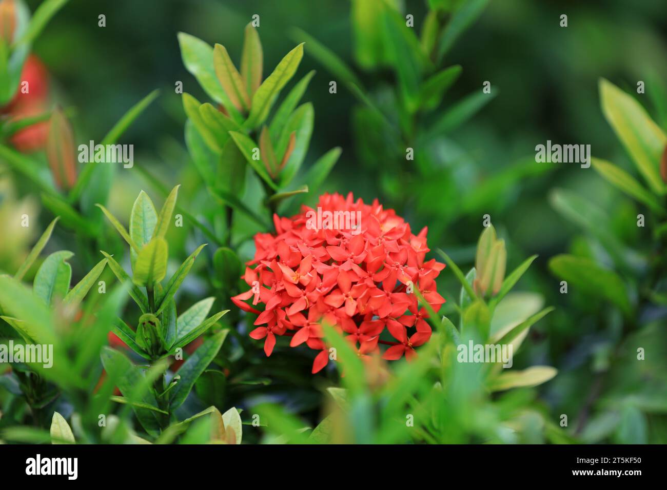 Red flowers in Wuzhizhou Island, Sanya City, Hainan Province, China ...