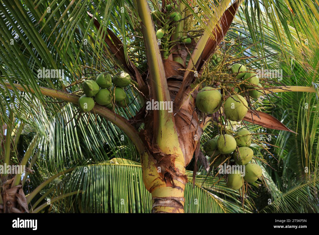 Coconut fruits on trees, Wuzhizhou Island, Sanya City, Hainan Province ...