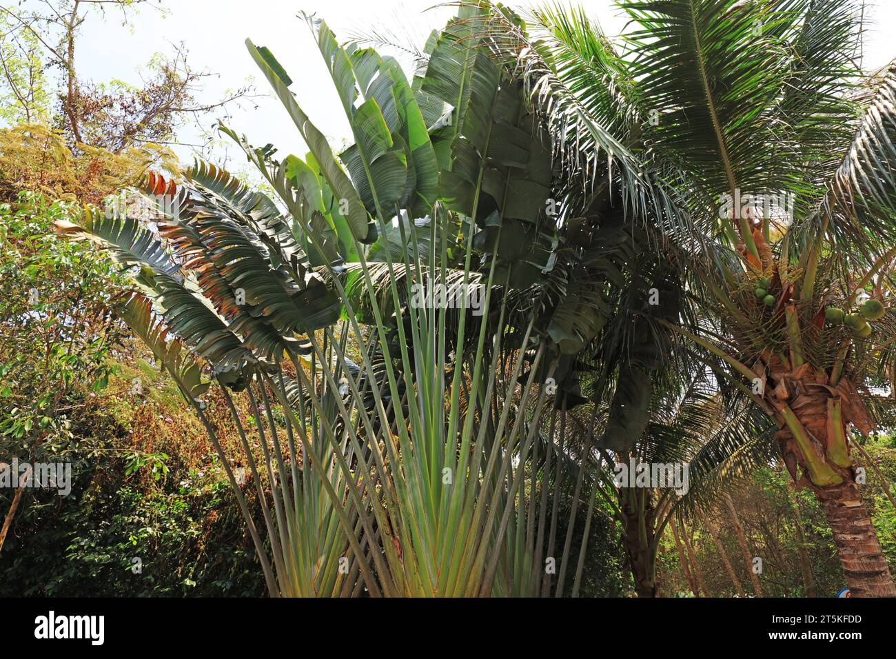 Strelitziaceae in Wuzhizhou Island, Sanya City, Hainan Province, China ...